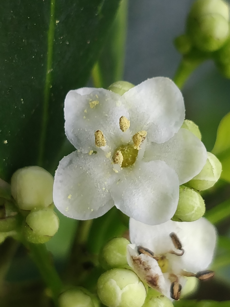 Small-leaved holly (Ilex canariensis) - Botanical Realm