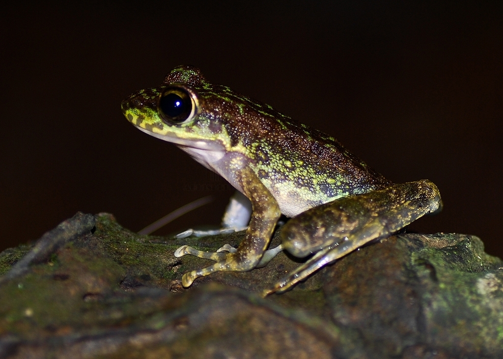 Assam Stream Frog from Baghmara on September 20, 2011 by Abhishek ...