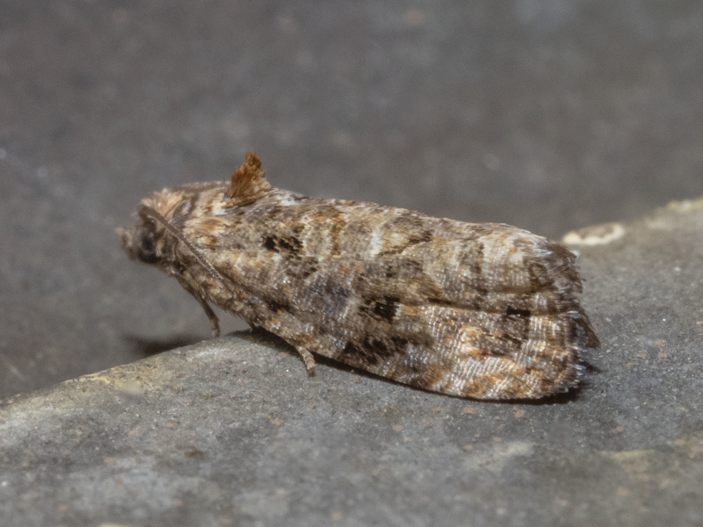Verbena Bud Moth from Papeete Dr, Plano, TX 75075, USA on March 03 ...