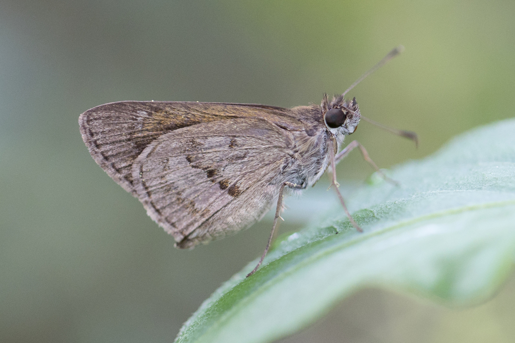 Cymaenes gisca from Camobi, Santa Maria - RS, Brasil on March 08, 2022 ...