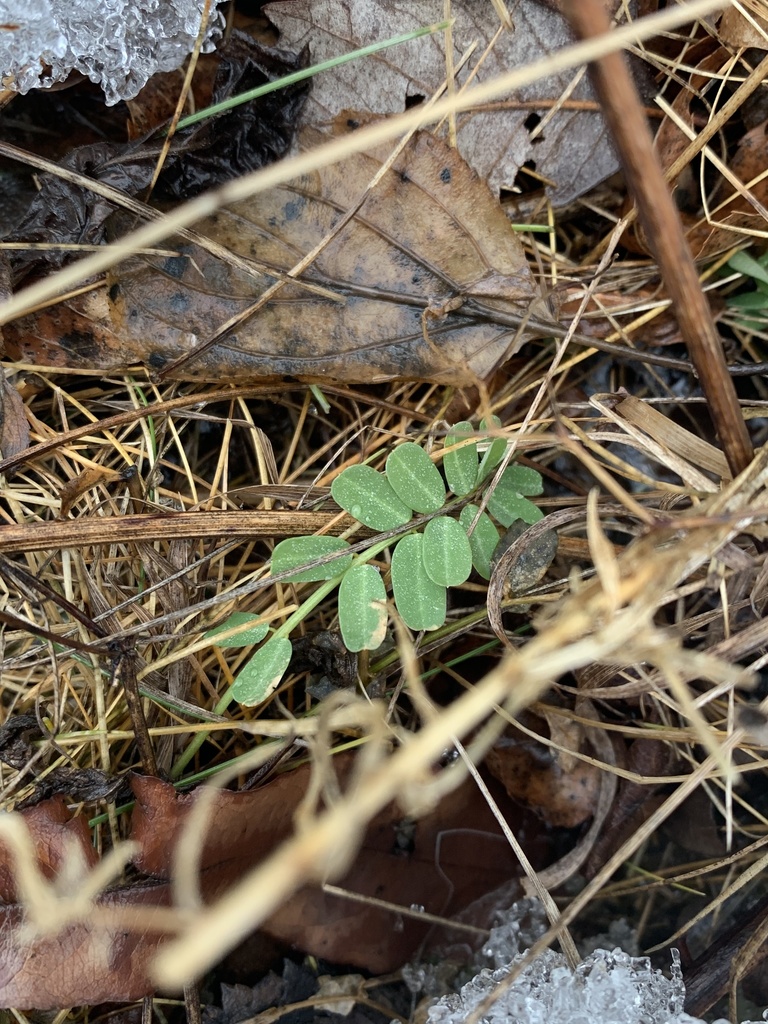 purple crownvetch from Blackhawk Park, Eagan, MN, US on March 05, 2022 ...