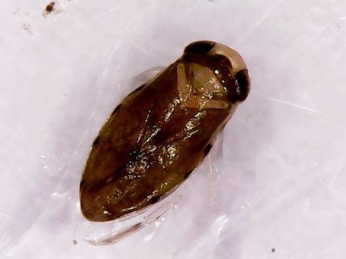 Género Tenagobia · iNaturalist Mexico