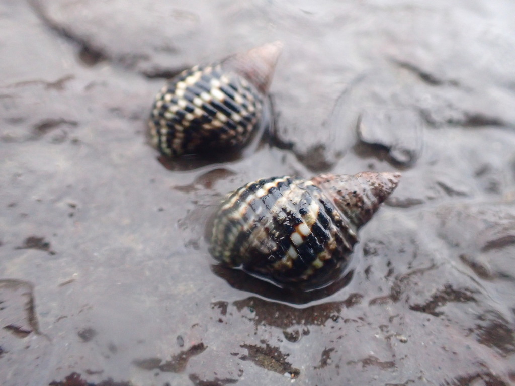 Tropical Periwinkle from 台灣新北市 on March 06, 2022 at 02:38 PM by 許元俊 ...