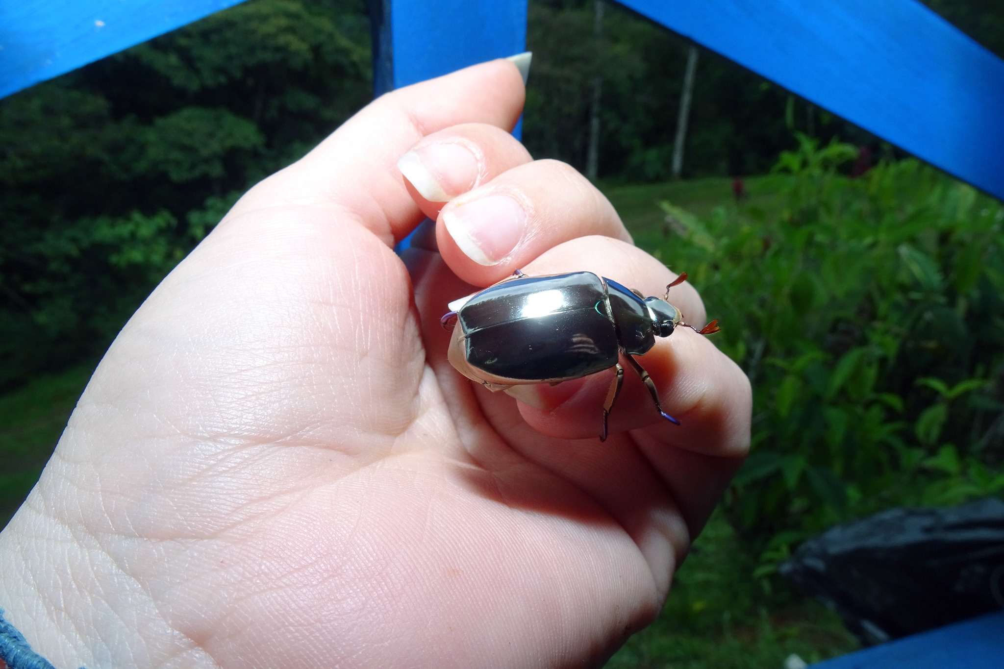 Chrysina limbata (Rothschild & Jordan, 1894)