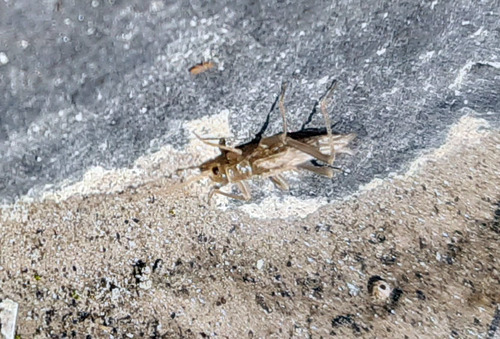 Brachyptera trifasciata · iNaturalist