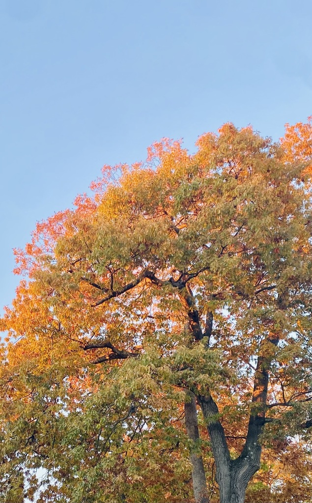 northern red oak from Framingham, MA, USA on November 05, 2021 at 05:26 ...