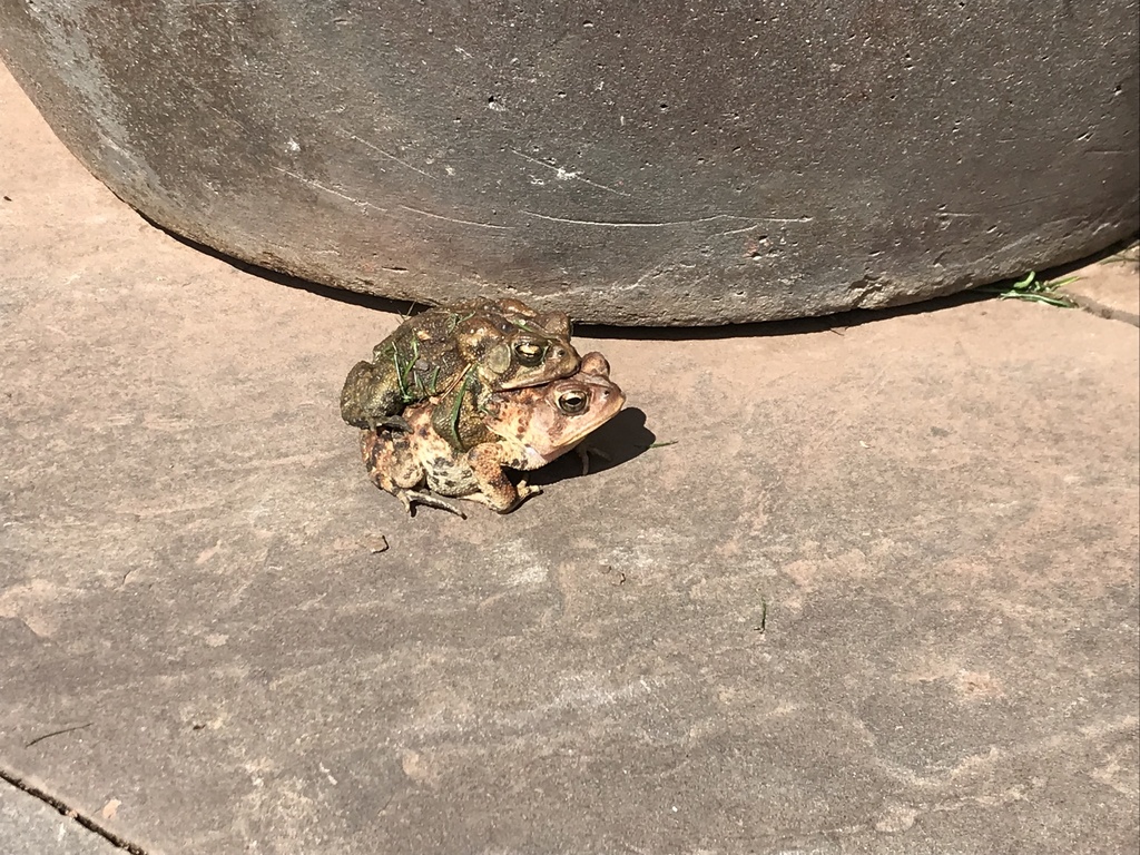 American Toad from Sarah P. Duke Gardens, Durham, NC, US on March 08 ...
