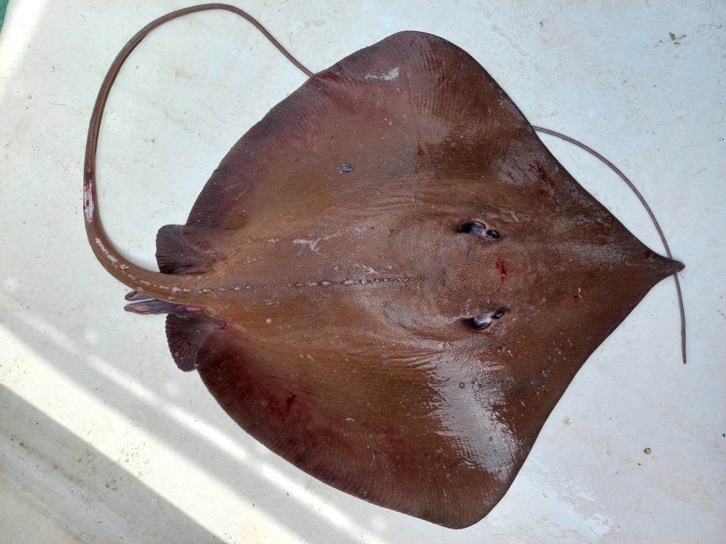 Pacific Longnose Stingray from Ecuador on March 8, 2022 at 10:32 AM by ...