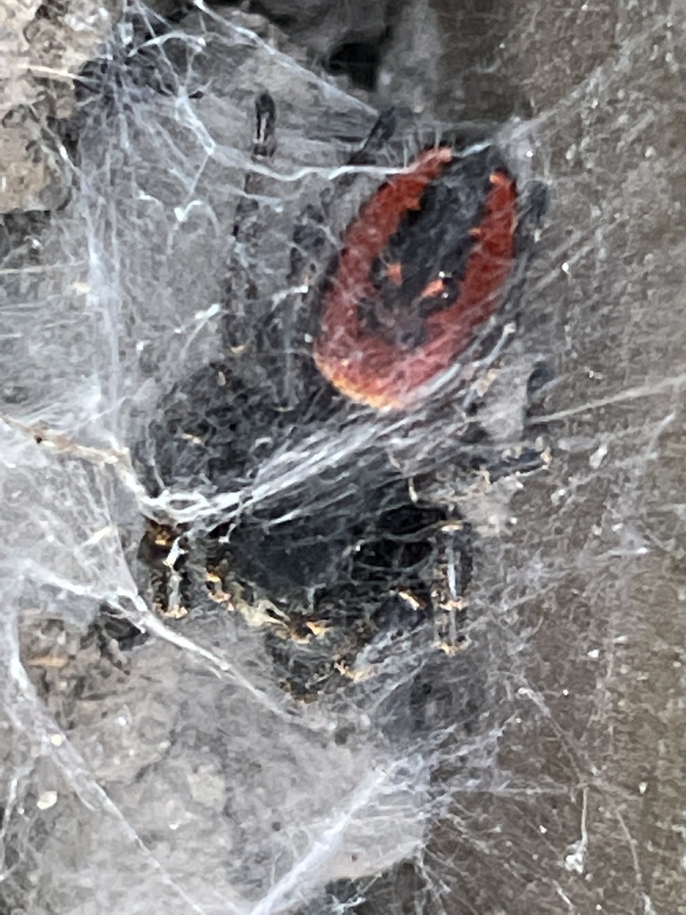 Johnson's Jumping Spider from Dover St, Oakland, CA, US on March 7 ...