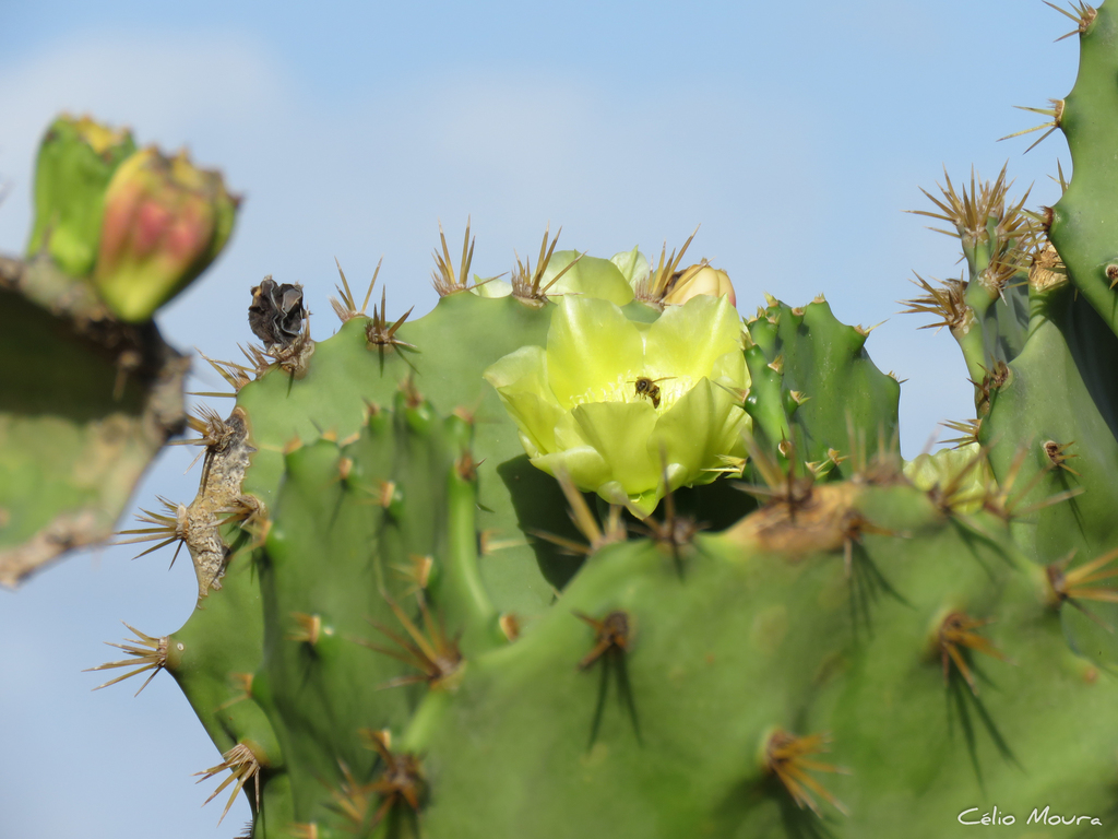 Opuntia dillenii (Tenerife Plants Cactaceae, Apocynaceae, Aizoaceae ...