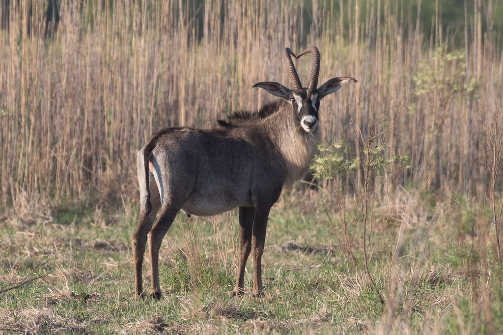 Southern Roan Antelope from Nylsvley Nature Reserve, Limpopo, South ...