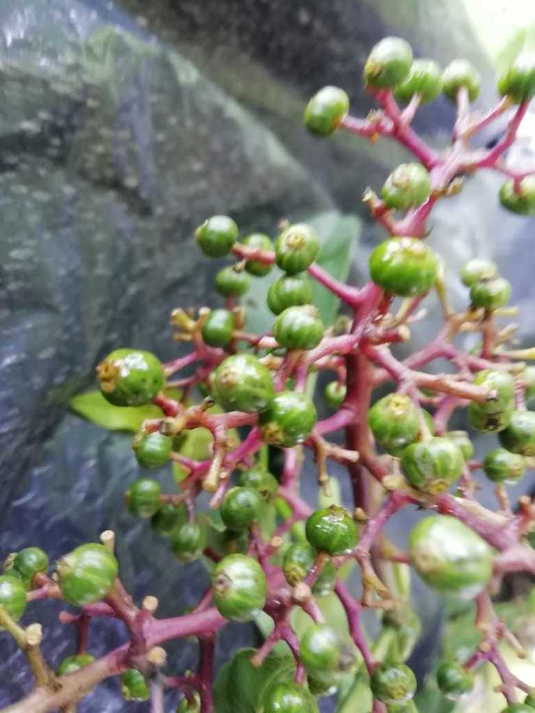 Palicourea padifolia from Popayán, Cauca, Colombia on March 1, 2022 at ...