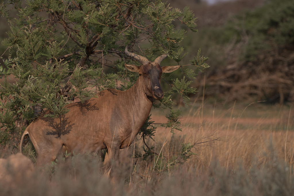 Common Tsessebe in October 2020 by Andre Harmse · iNaturalist