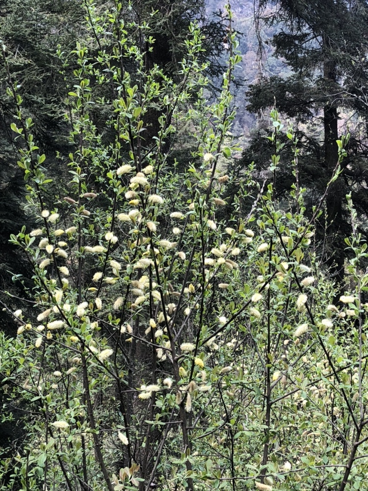 Salix paradoxa Kunth