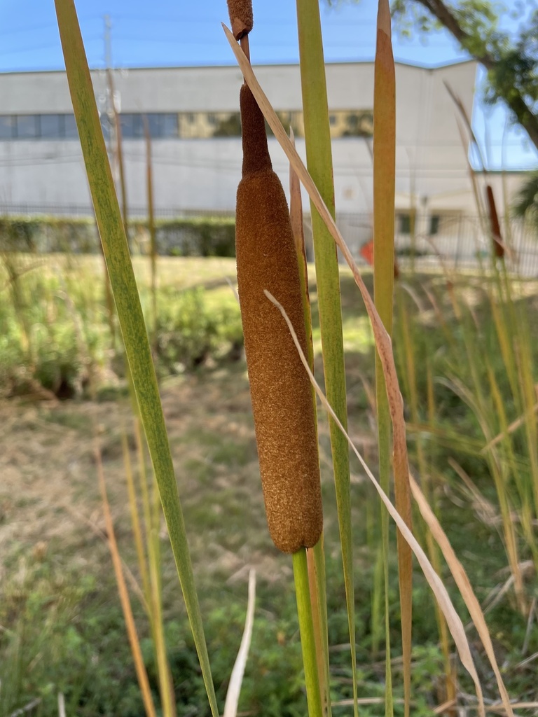 narrow-leaved cattail from The University of South Florida, Saint ...
