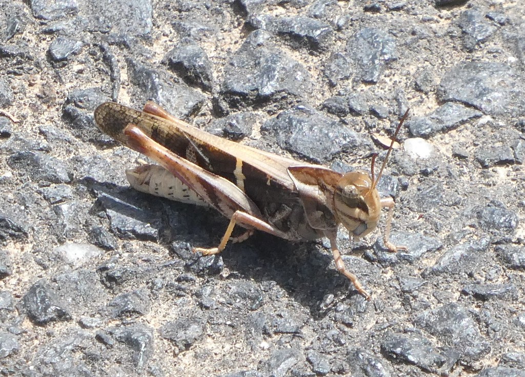 Australian Yellow-winged Locust from Maroondah Dam, Healesville VIC ...