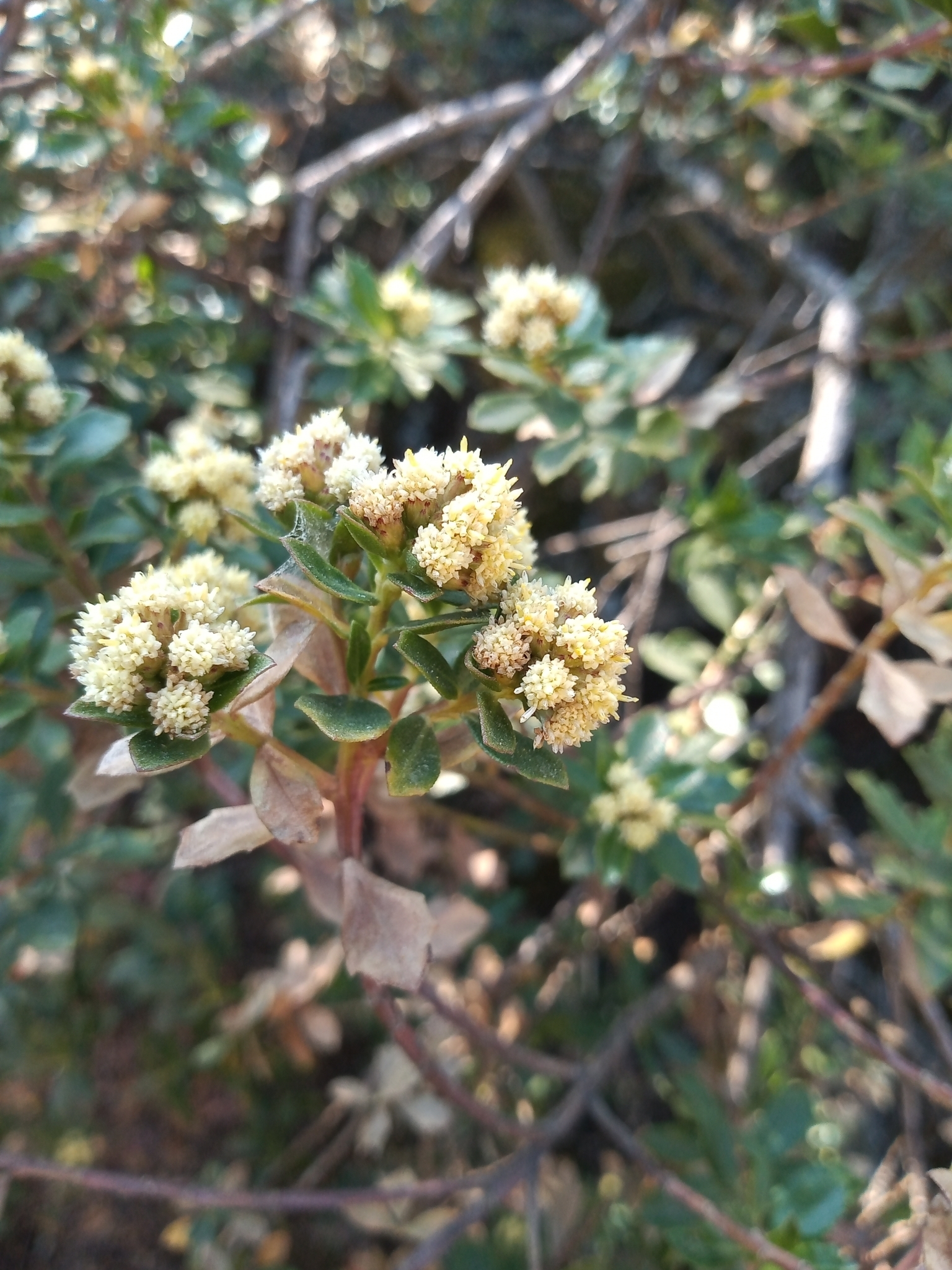 Baccharis conferta Kunth