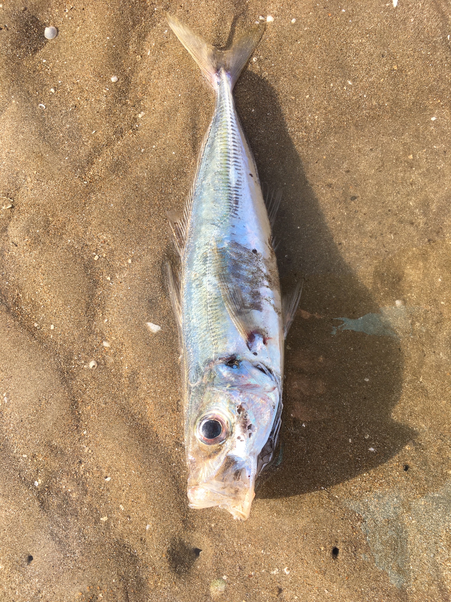 Trachurus declivis (Jenyns, 1841)