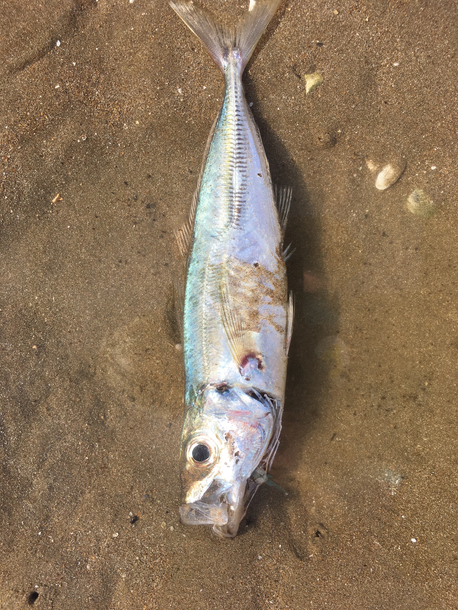 Trachurus declivis (Jenyns, 1841)