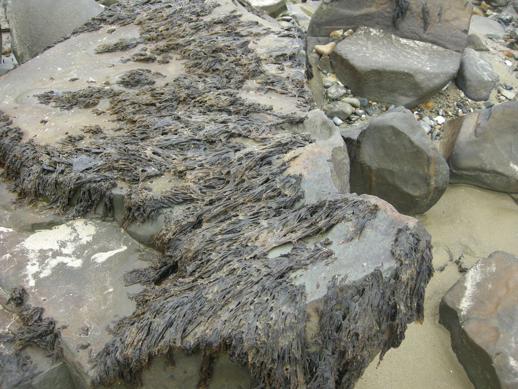 Pyropia columbina from Omaui 9877, New Zealand on March 14, 2012 at 12: ...