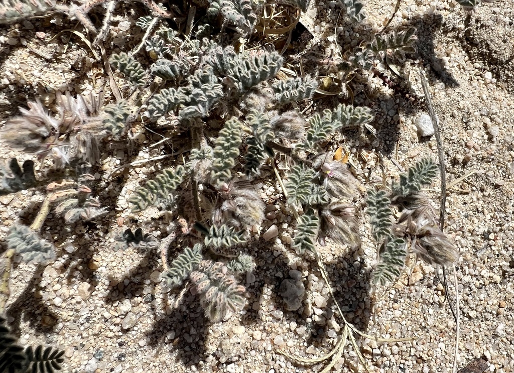 soft prairie clover from Encelia Ave, Twentynine Palms, CA, US on March ...