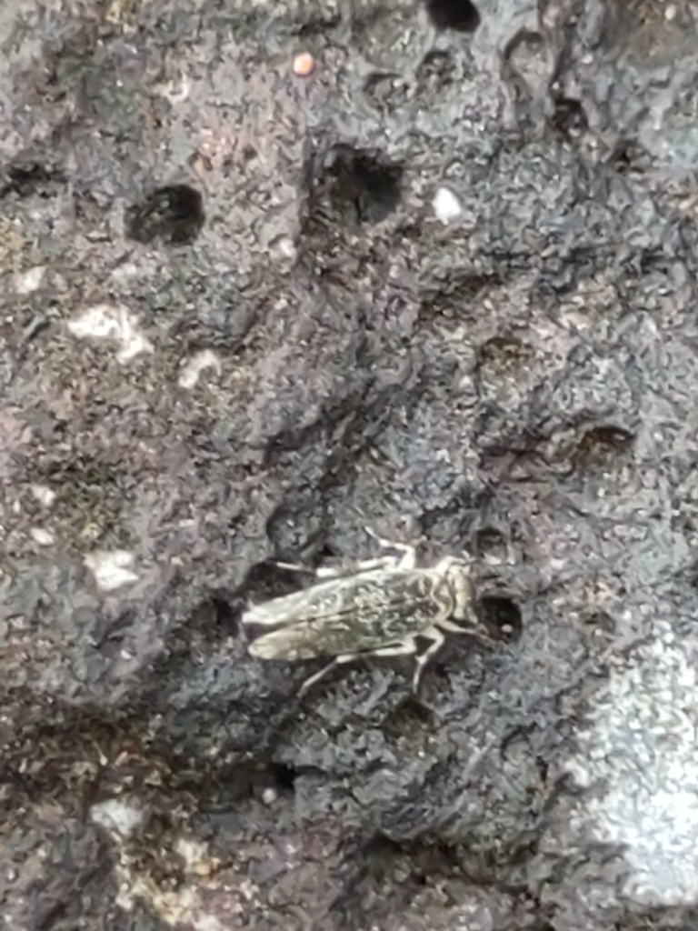 Tropical Barklice from Honolulu County, US-HI, US on March 08, 2022 at ...