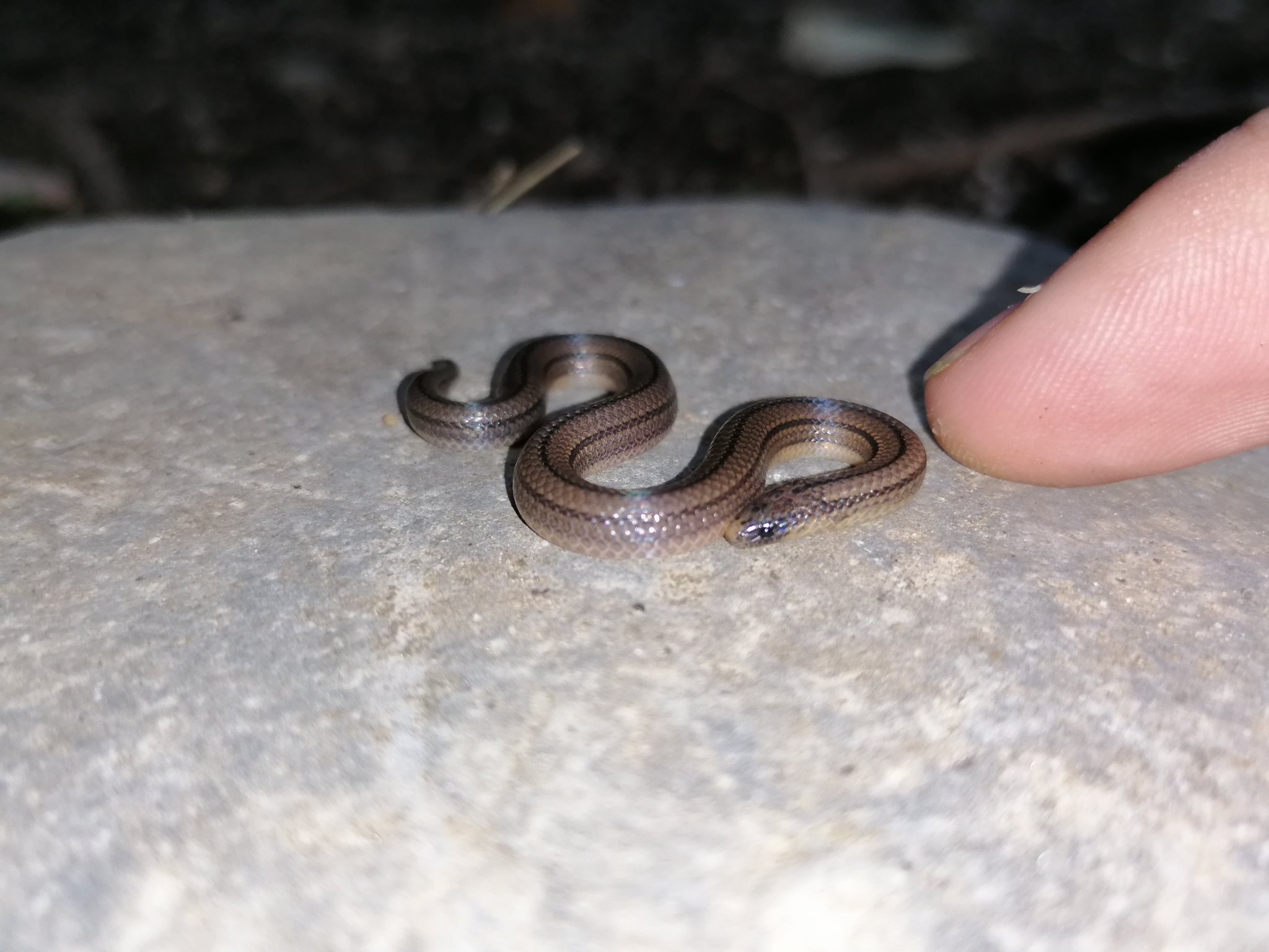 Atractus trilineatus Wagler, 1828