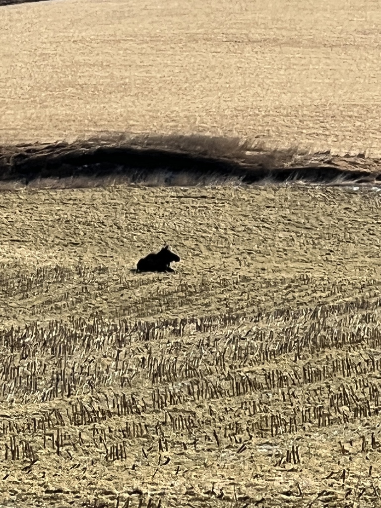 Moose from Plymouth County, IA, USA on March 6, 2022 at 10:24 AM by ...