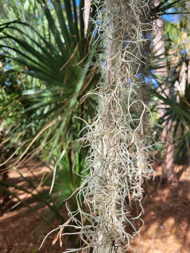 Spanish moss from Manatee County, FL, USA on March 08, 2022 at 04:34 PM ...