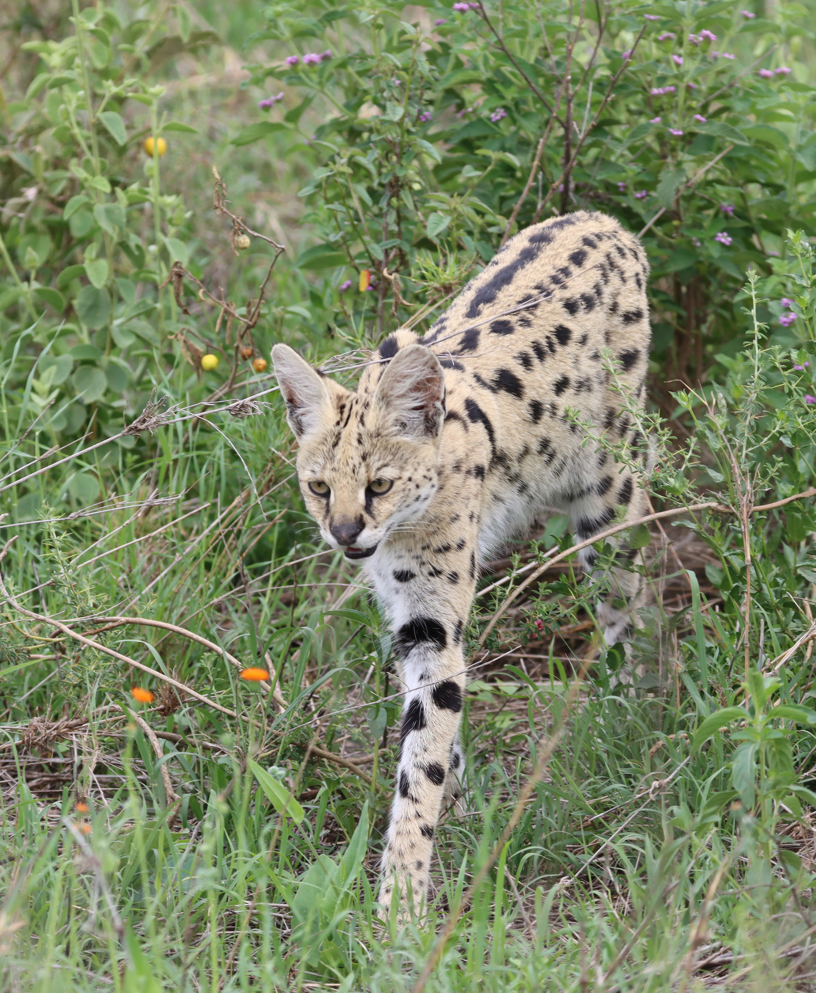 Leptailurus serval (Schreber, 1776)