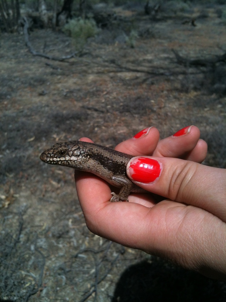 Tree Skink from Mildura Rural City, Wargan, VIC, AU on November 07 ...