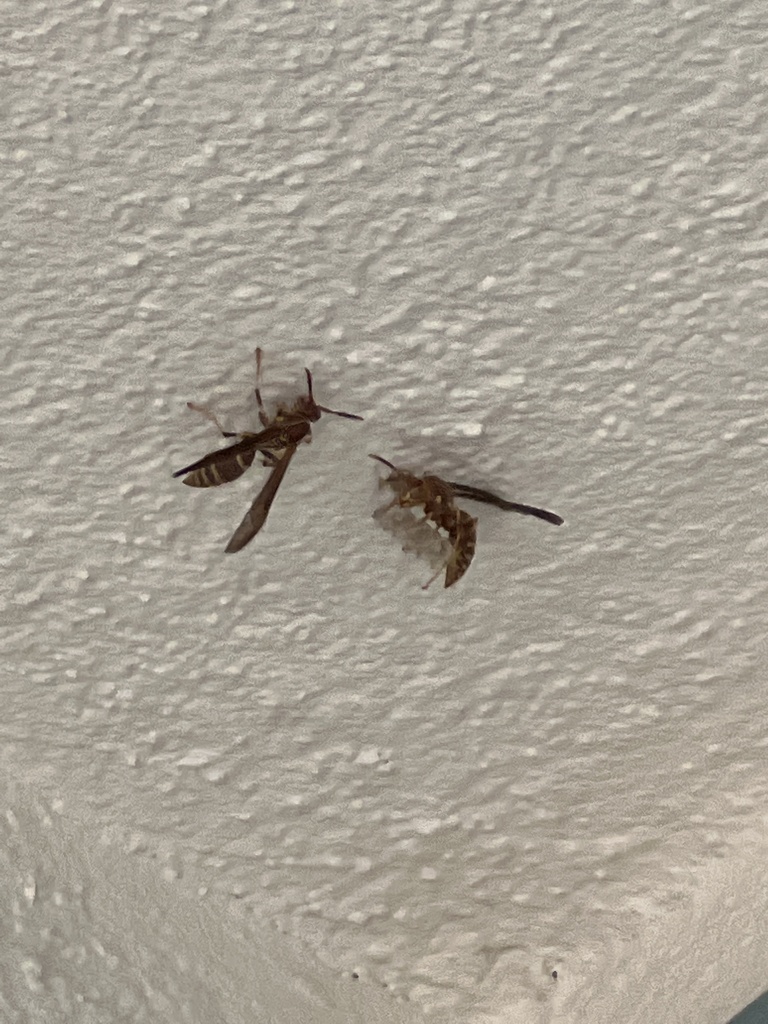 Umbrella Paper Wasps from Georgia Southern University, Statesboro, GA ...