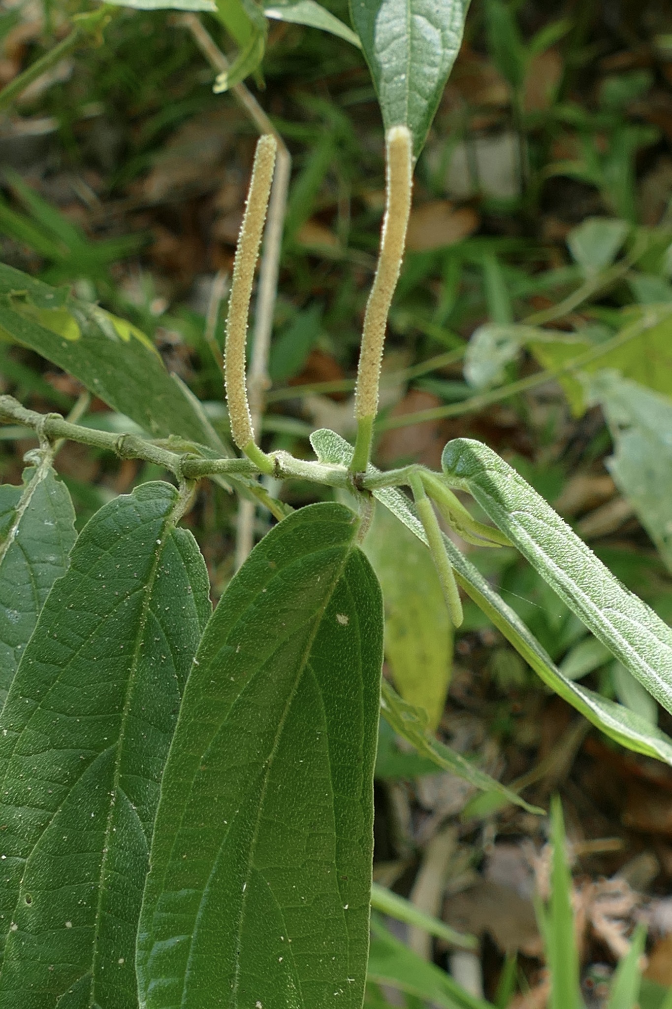 Piper aduncum L.