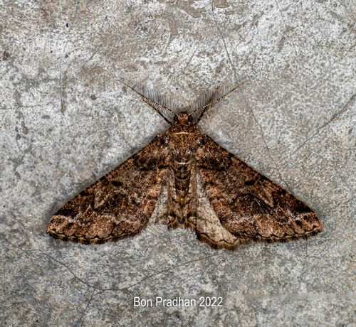 Alcis athola · iNaturalist