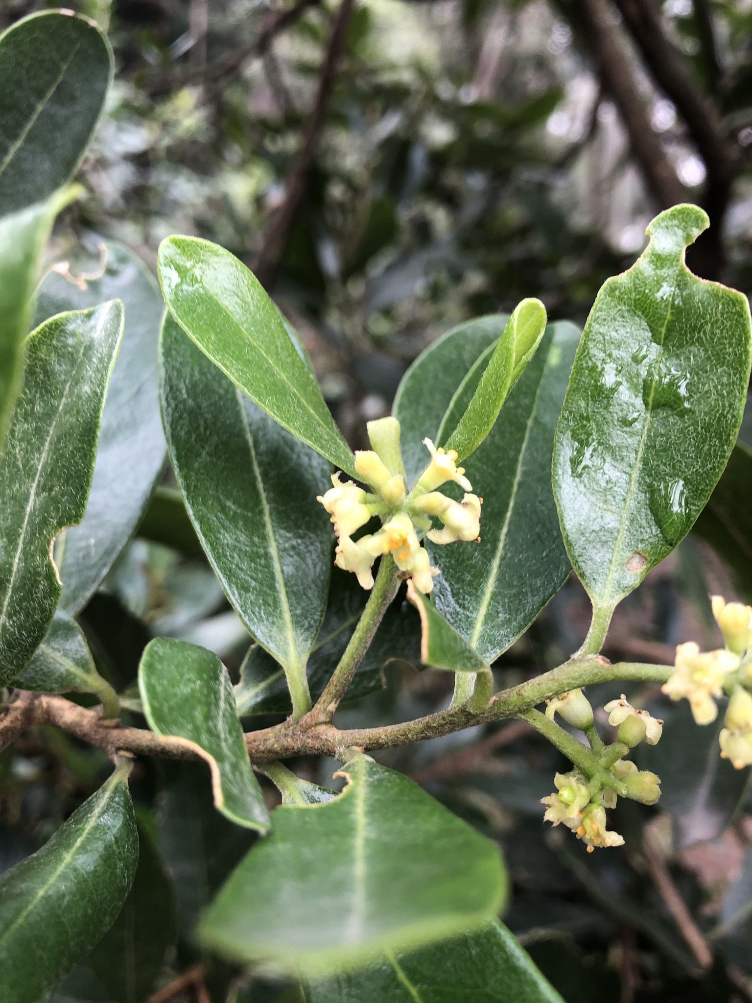 Daphnopsis Mart. & Zucc.