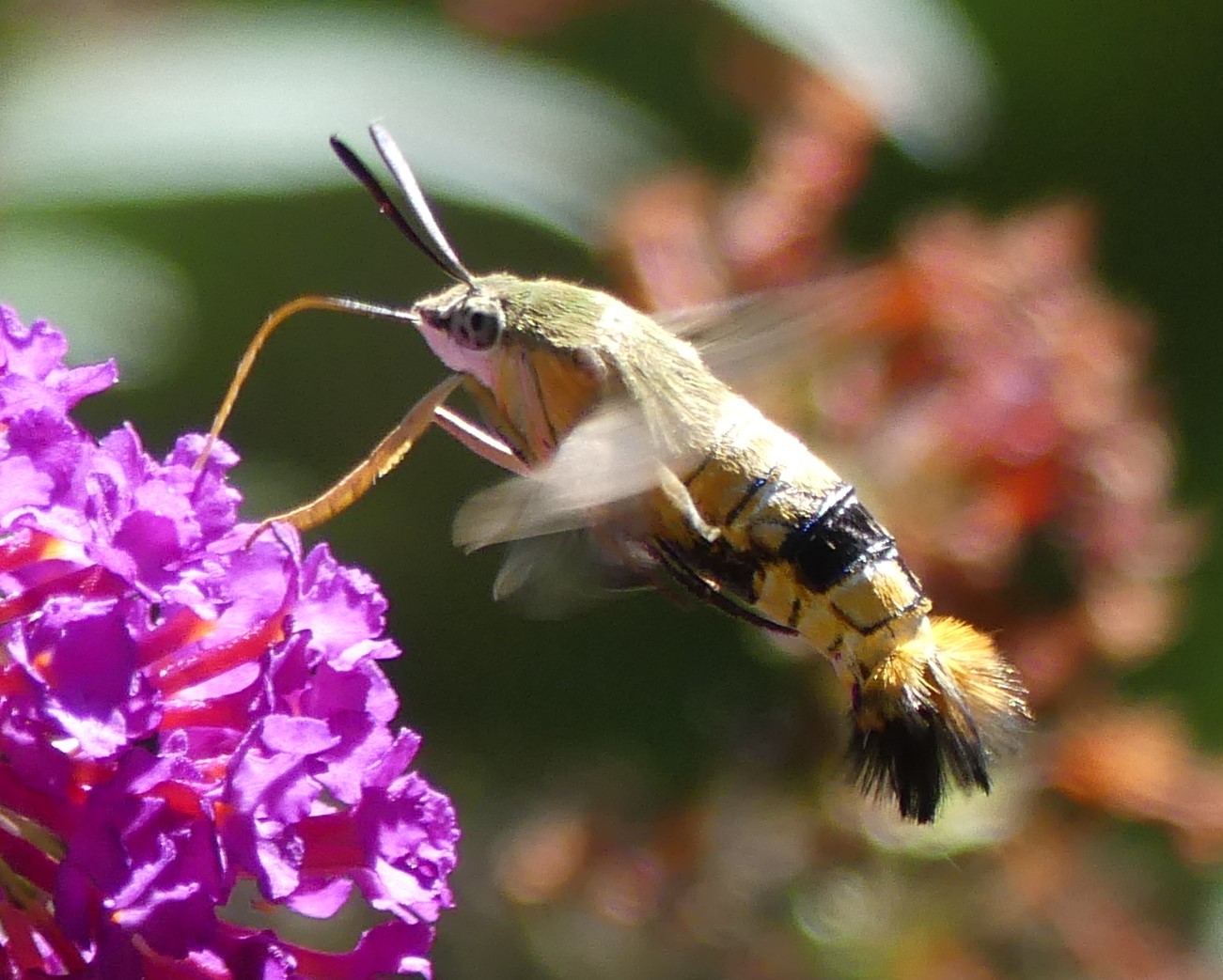 Cephonodes kingii MacLeay
