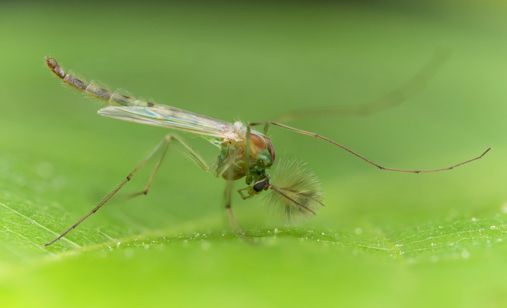 Chironomus yoshimatsui in March 2022 by Lawrence Hylton · iNaturalist