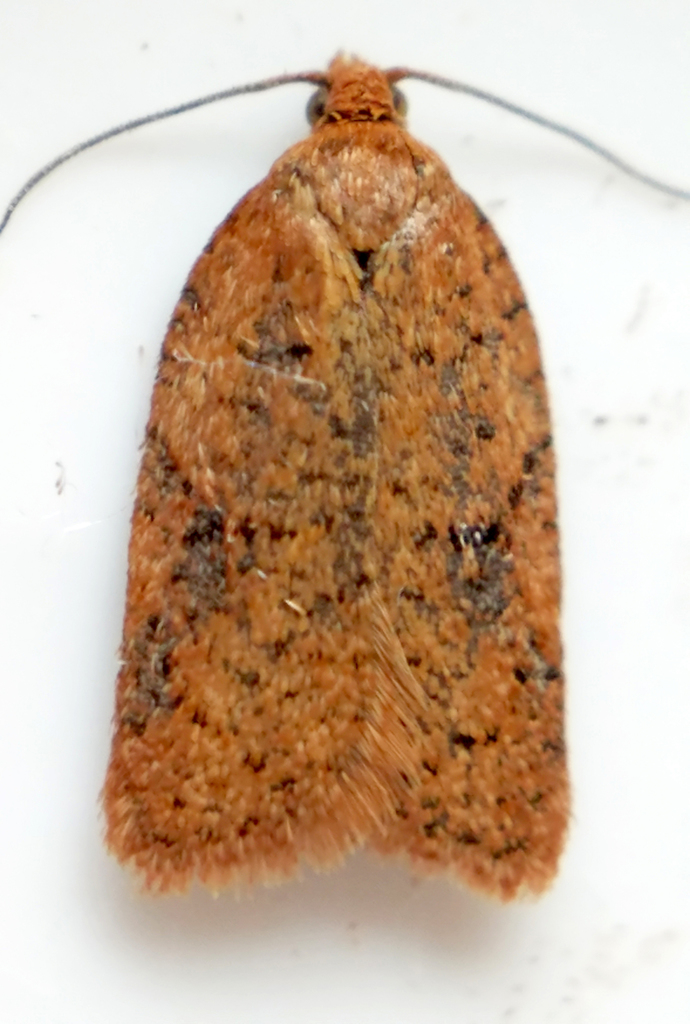 Half-ringed Acleris Moth from OSM-Keene, Peterborough County, ON ...