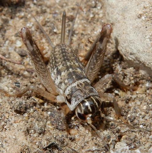 Mute Cricket (Genus Cophogryllus) · iNaturalist