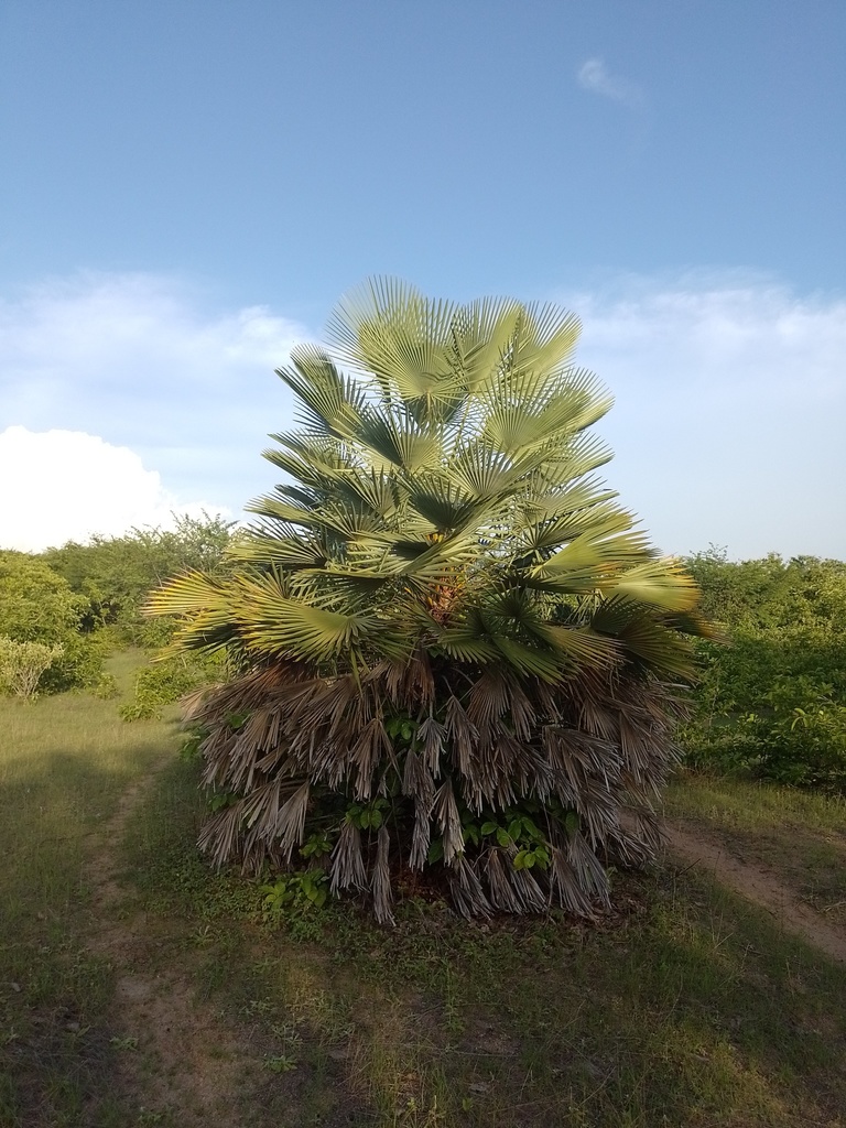 carnaúba palm from Umarizal - RN, Brasil on February 17, 2022 at 05:07 ...