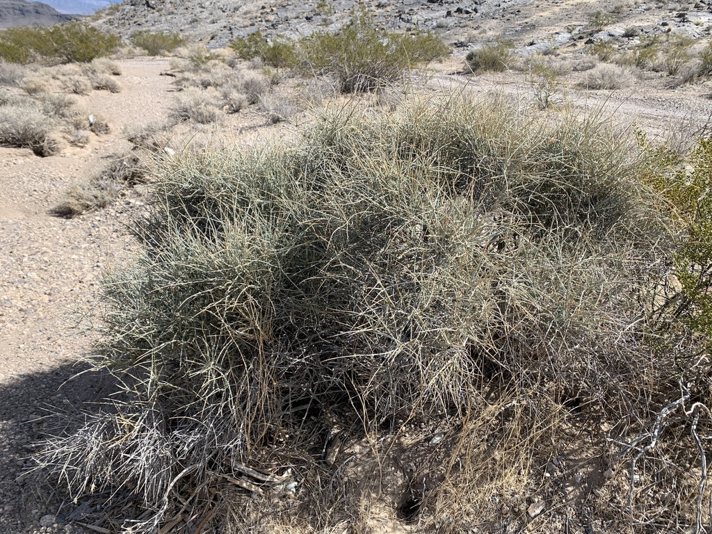 Desierto de Mojave – II – Pangea