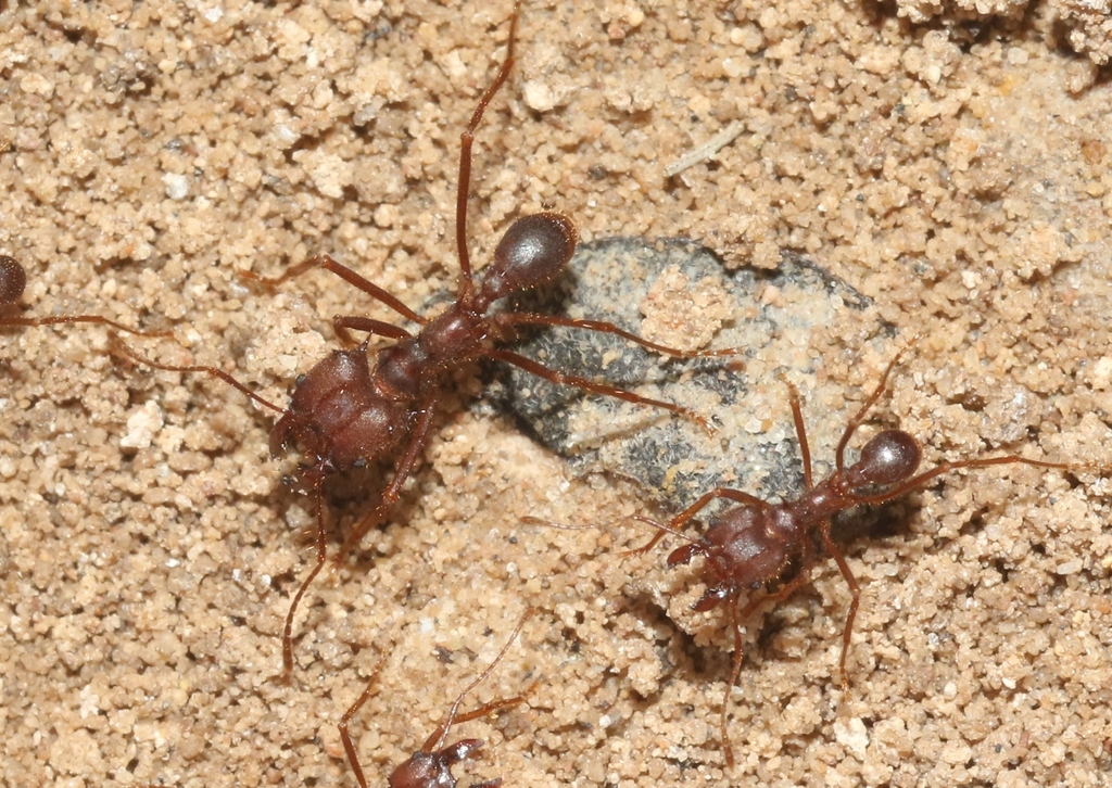 Texas Leaf-cutter Ant from S Texas Blvd, Weslaco, TX, US on November 07 ...
