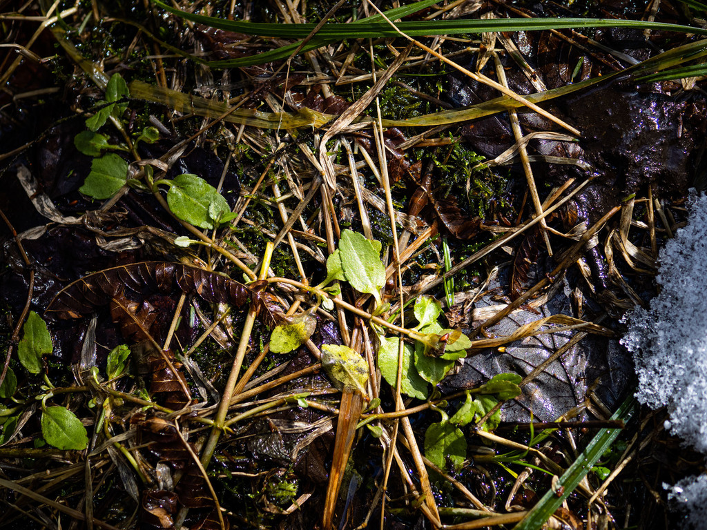American brooklime in March 2022 by Erik Danielsen · iNaturalist