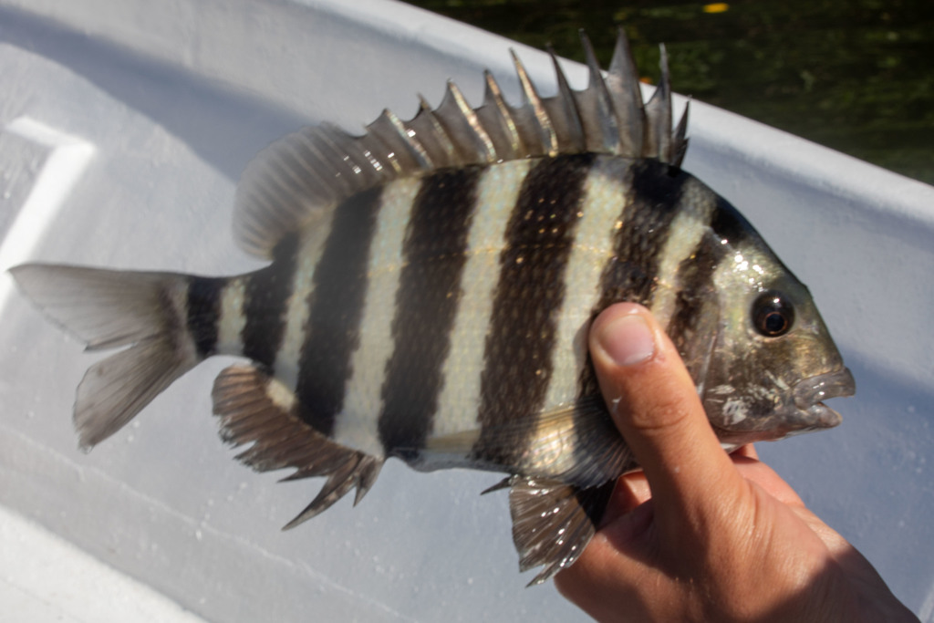 Sheepshead from Cape Coral, FL, USA on March 8, 2022 at 05:04 PM by ...