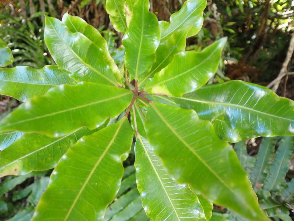 Raukawa from 17 Mahakirau Road, Manaia 3581, New Zealand on March 9 ...