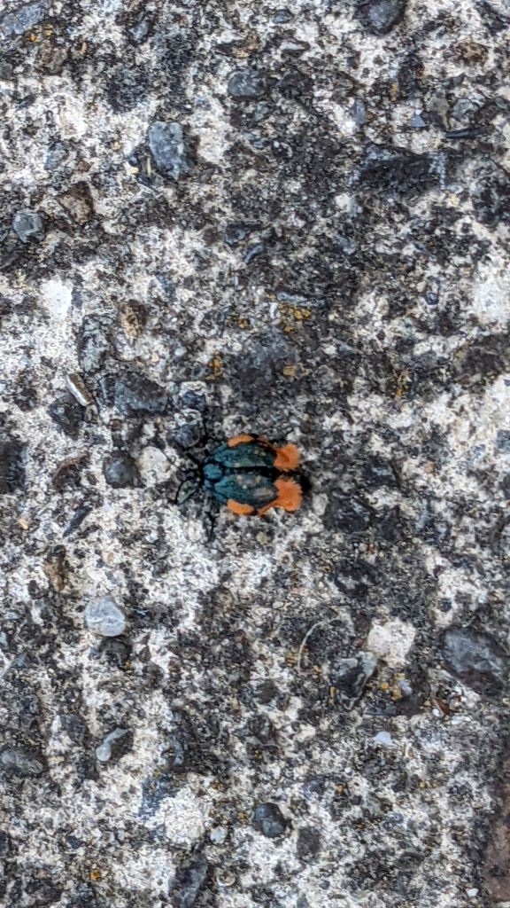 Australian bag moth from Onslow Alms - Onslow Road, Khandallah ...