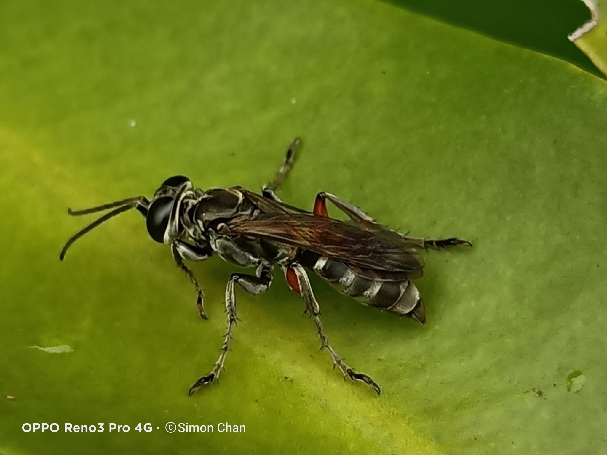Liris subtessellatus (F.Smith, 1856)
