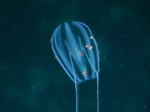 Hormiphora australis · NaturaLista Colombia