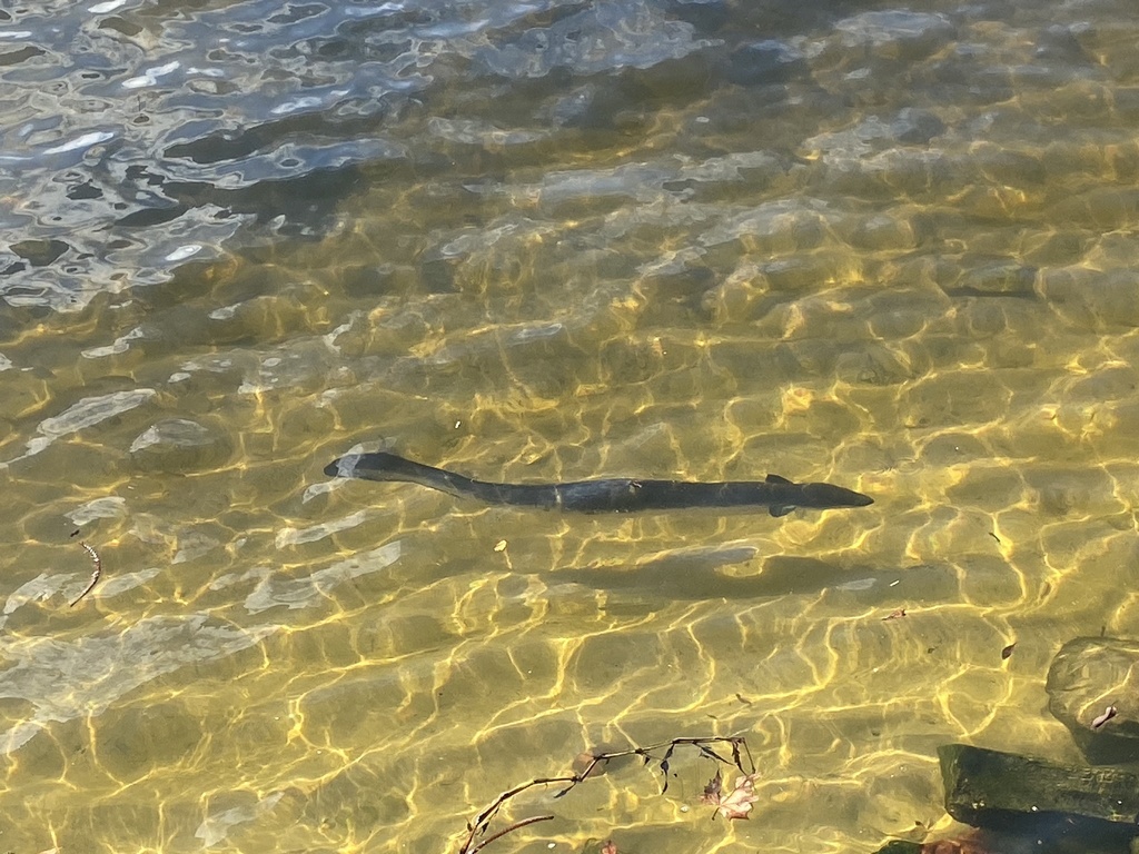 Australian Long-finned Eel from New S Head Rd, Rose Bay, NSW, AU on ...