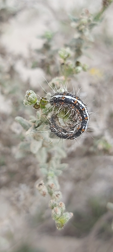 Crimson-speckled Flunkey from Unnamed Road, Kuwait on March 09, 2022 at ...
